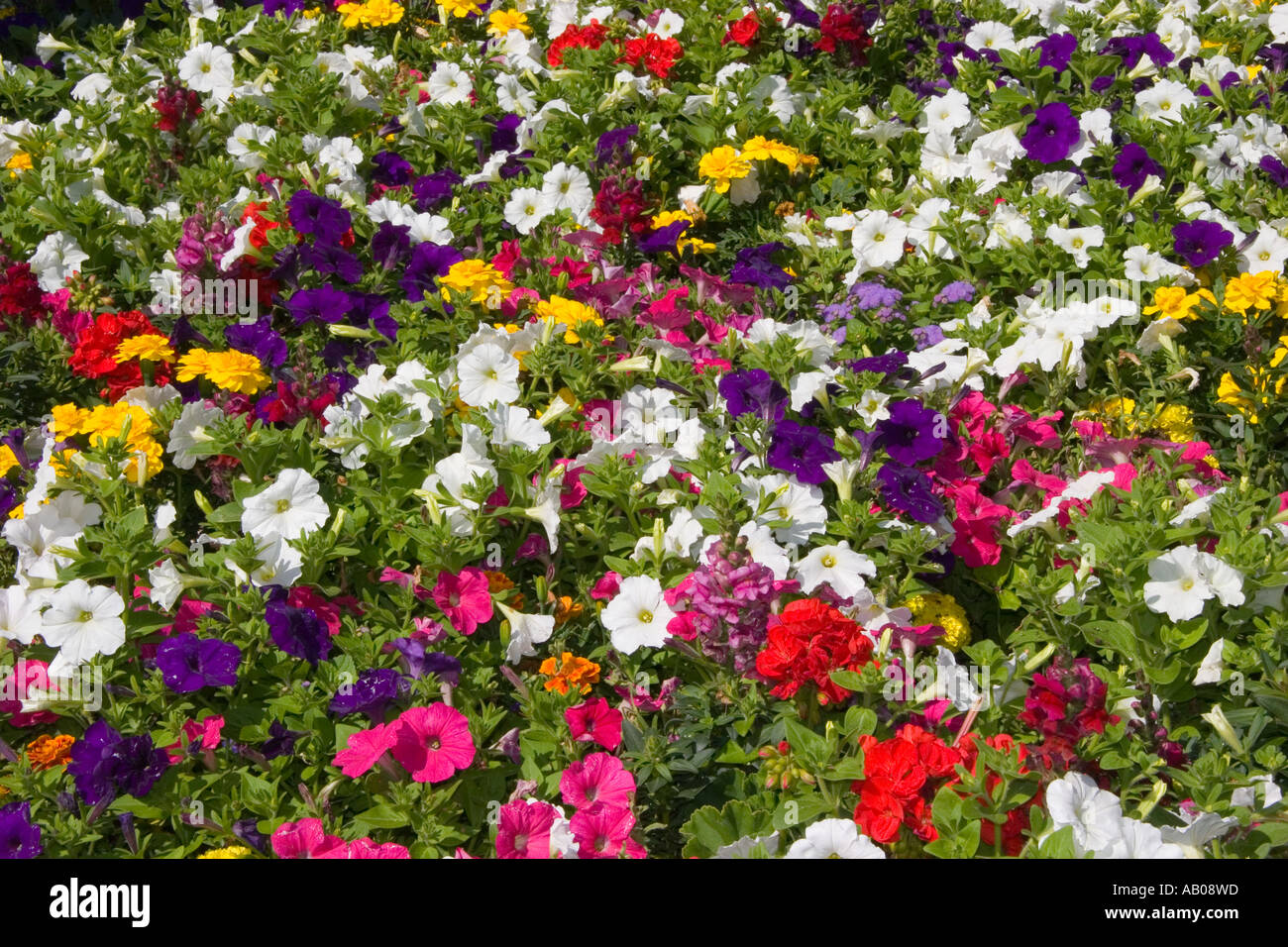 Varity of Colorful Spring Flowers Growing in Garden Stock Photo - Alamy