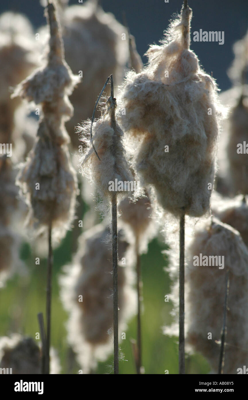 Bullrushes hi-res stock photography and images - Alamy