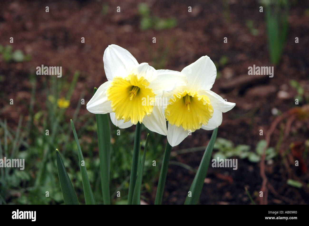 Jonquil Flowers Perennial