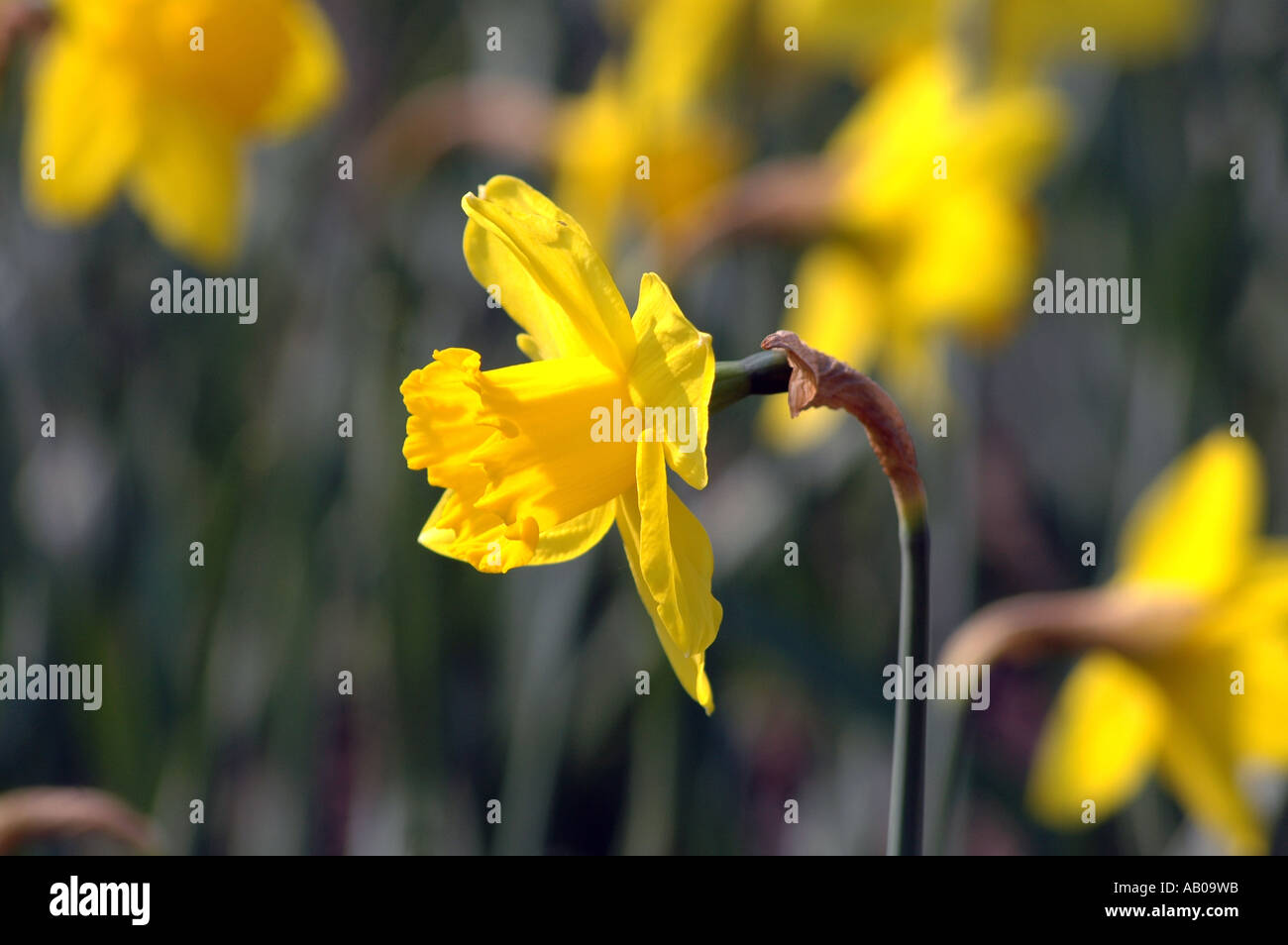 Jonquil flower hi-res stock photography and images - Alamy