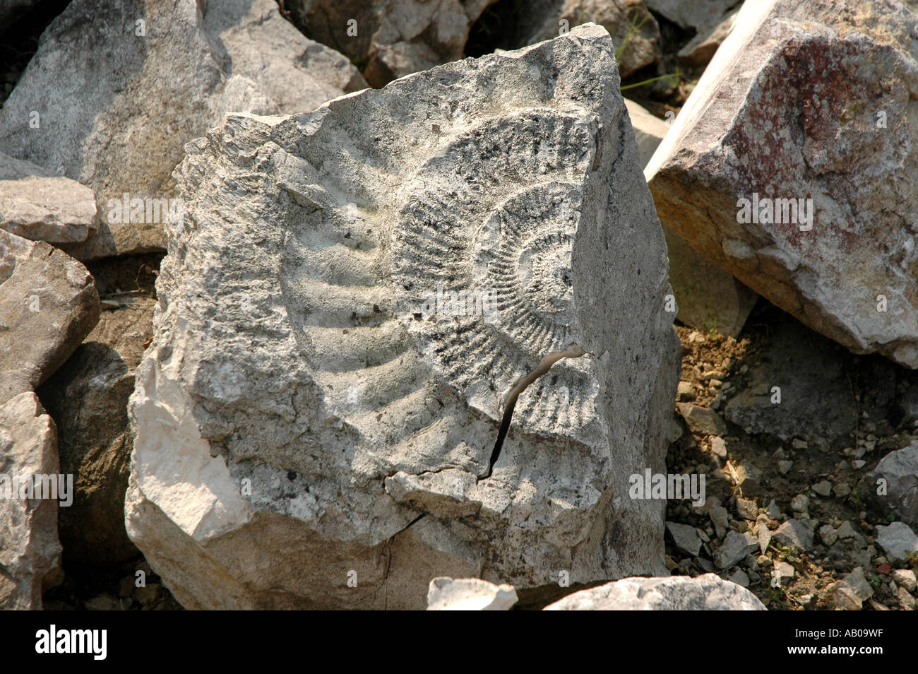 Ammonites history hi-res stock photography and images - Alamy