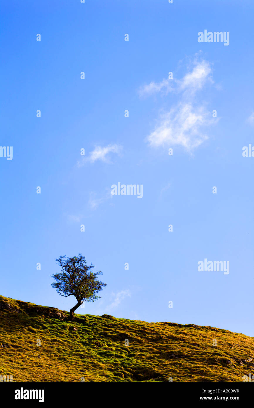 Lone Tree on Skyline above Conistone Wharfedale North Yorkshire England ...