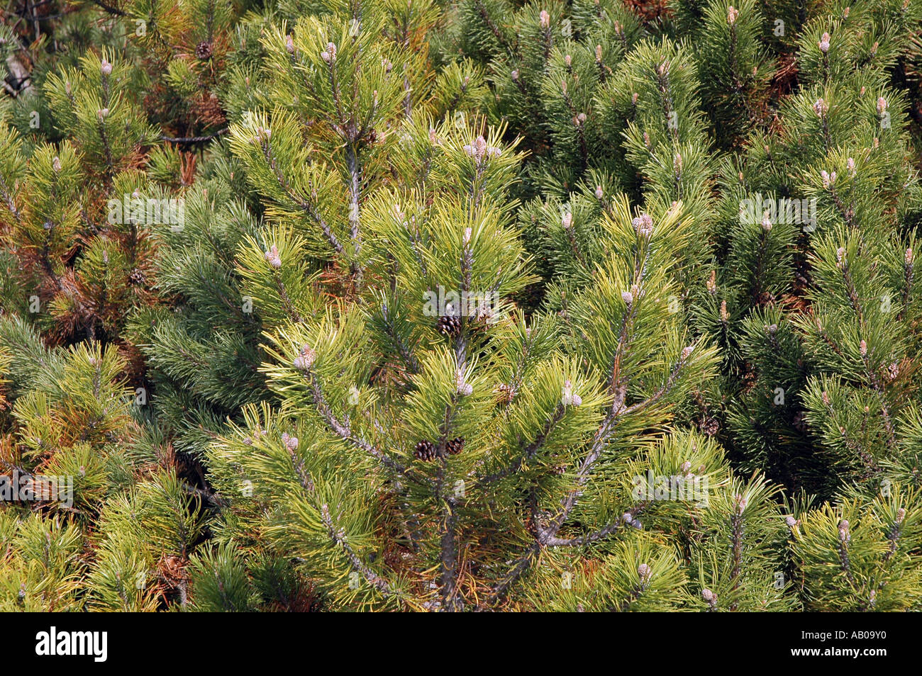 Pinus mugo Mugo pine also called Swiss mountain pine Stock Photo - Alamy
