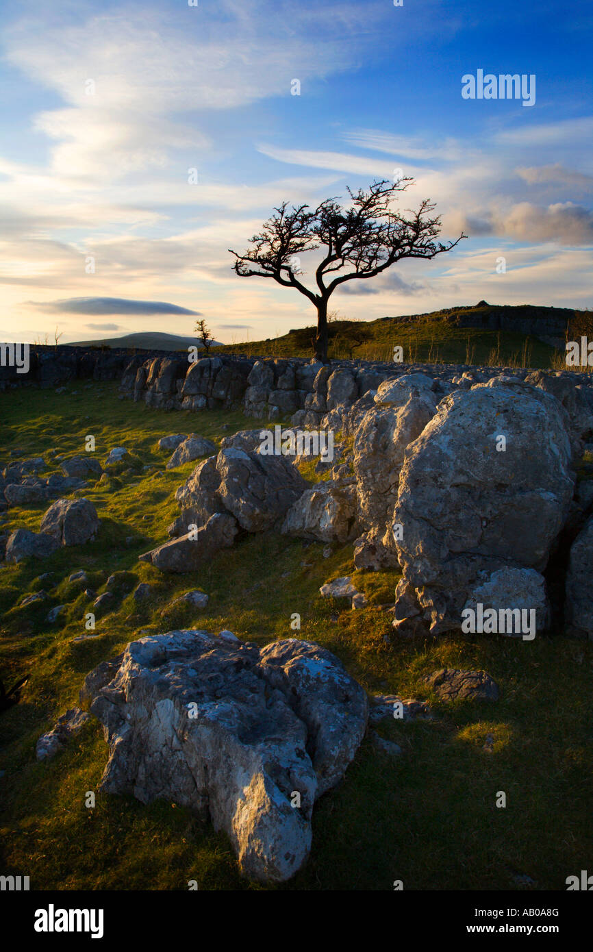 Lone Tree and Limestone Pavement above Conistone in Wharfedale ...