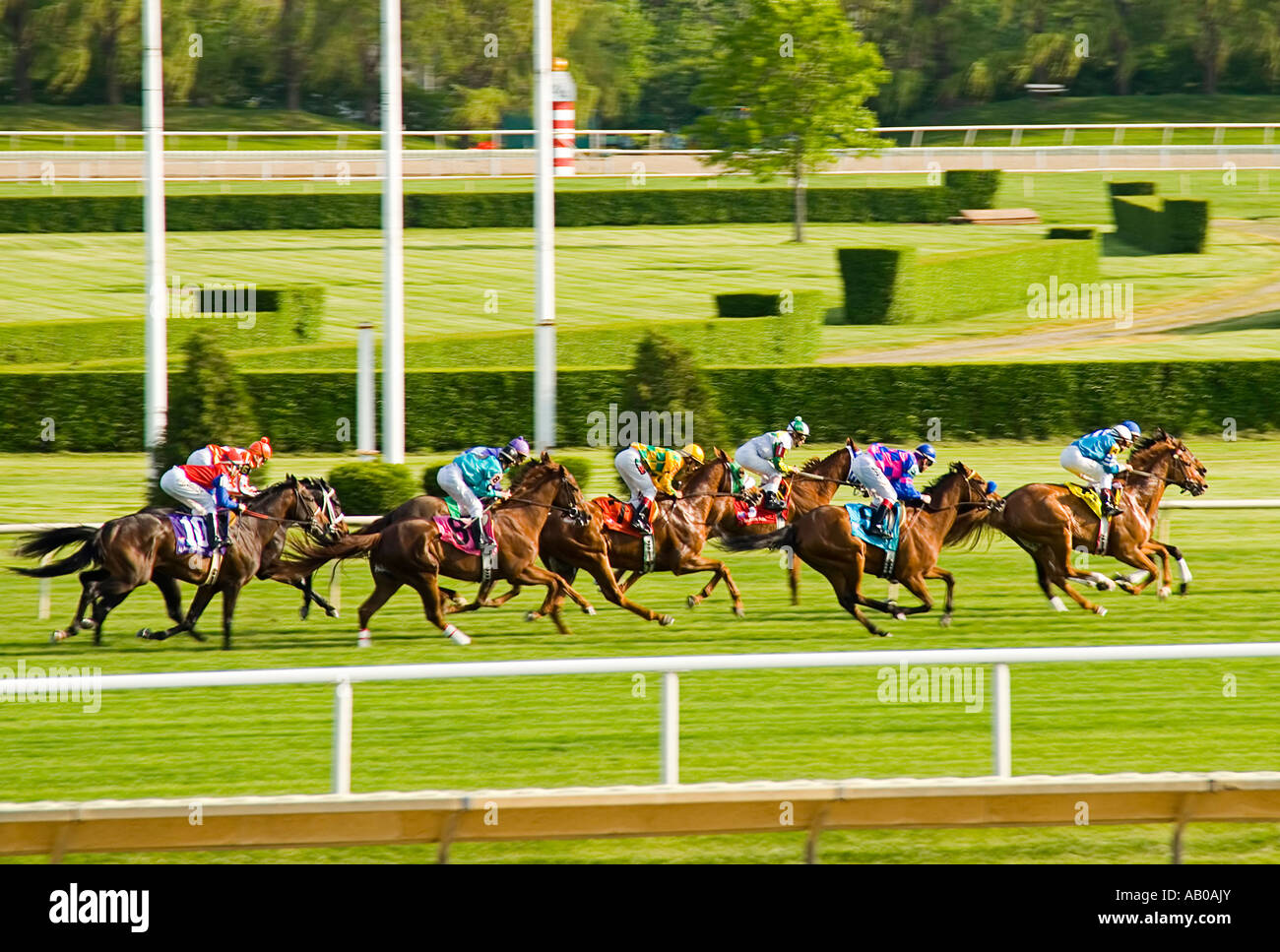 Thoroughbred Turf Race Stock Photo - Alamy