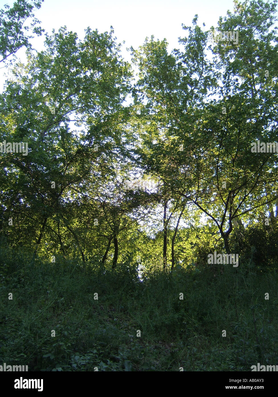 overgrown branches and plants in forest Stock Photo - Alamy
