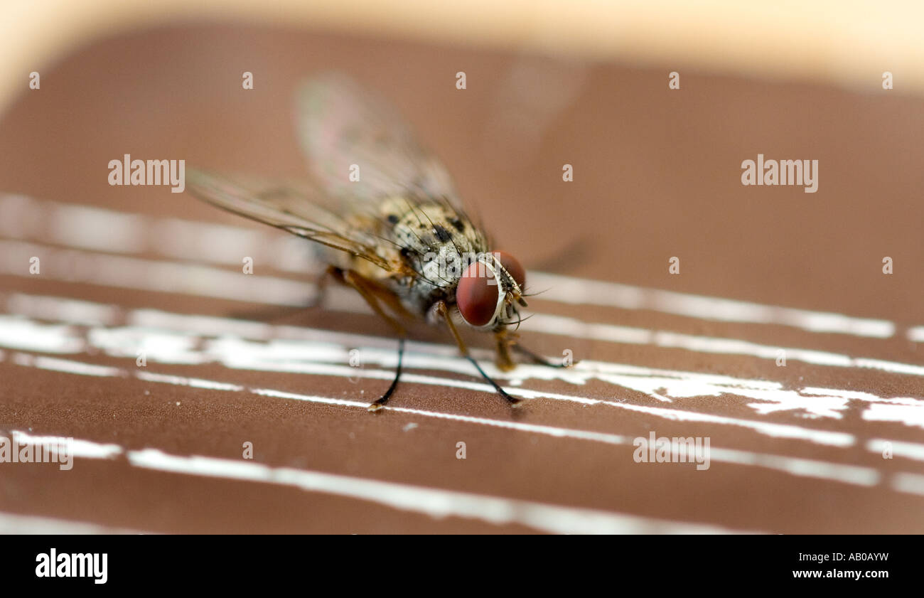 House fly uk hi-res stock photography and images - Alamy