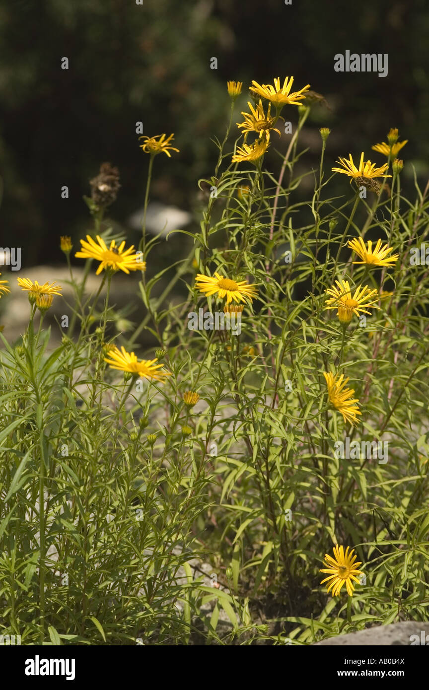 Yellow unwheel,yellow ox-eye - Asteraceae - Buphthalmum salicifolia ...