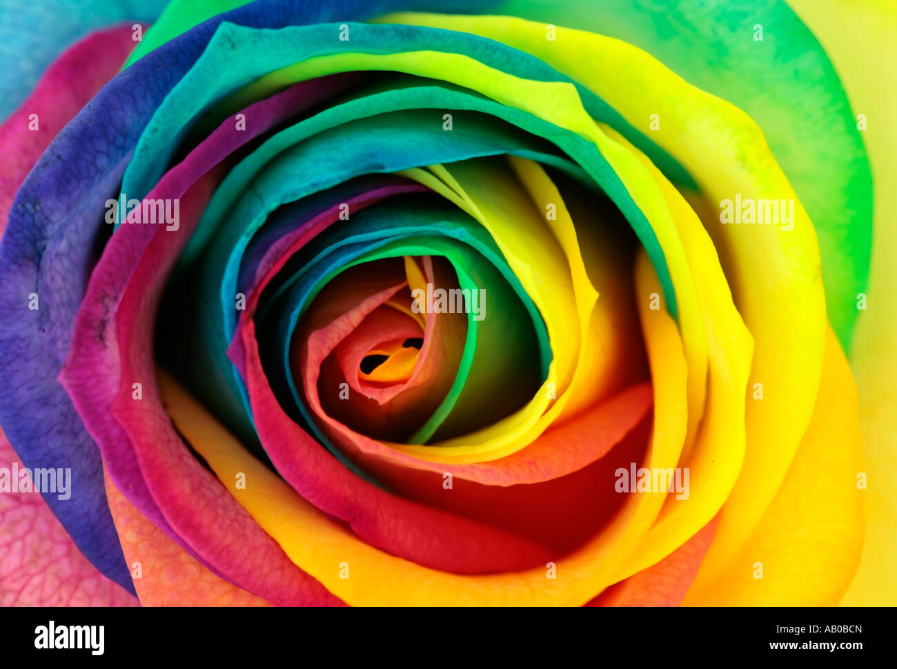 Close-up of "Rosa Happy Stock Photo - Alamy