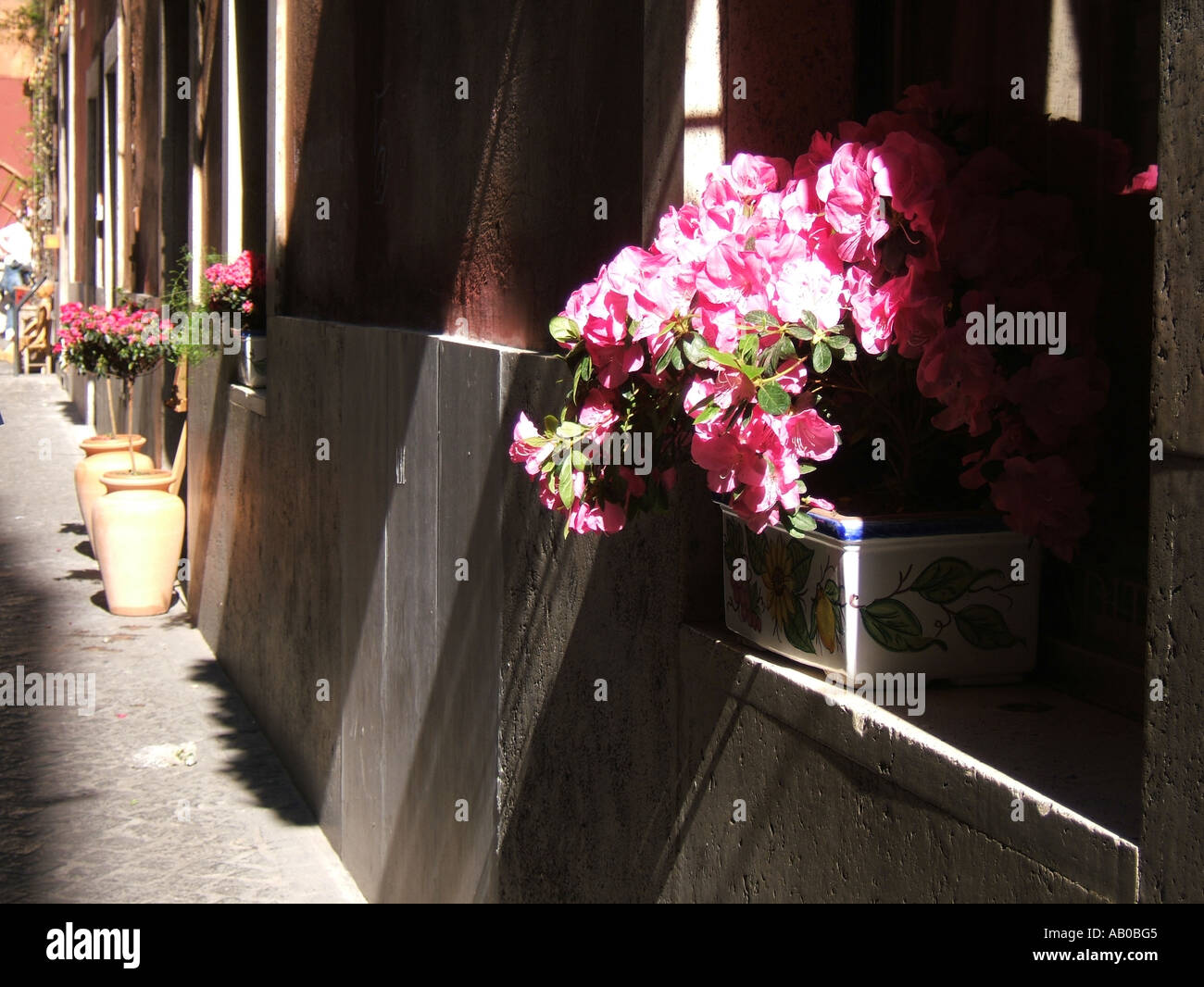 pink flowers on street in rome Stock Photo - Alamy