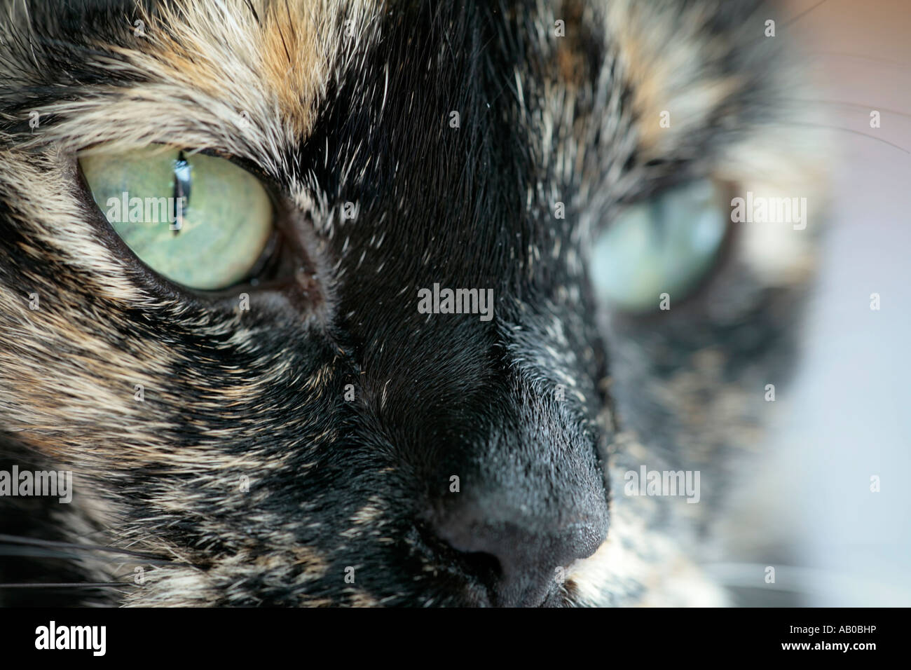 Portrait of an adult female Tortoiseshell or Brindle cat (Felis catus ...