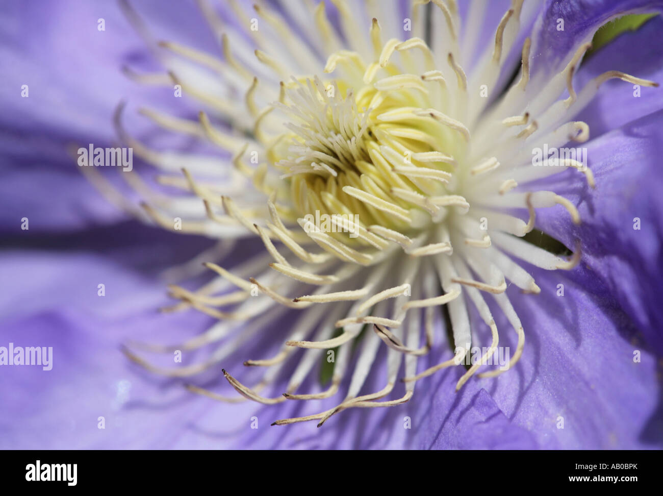 Centre of lilac Clematis 'Gemini' flower in Summer, Sussex, UK Stock ...