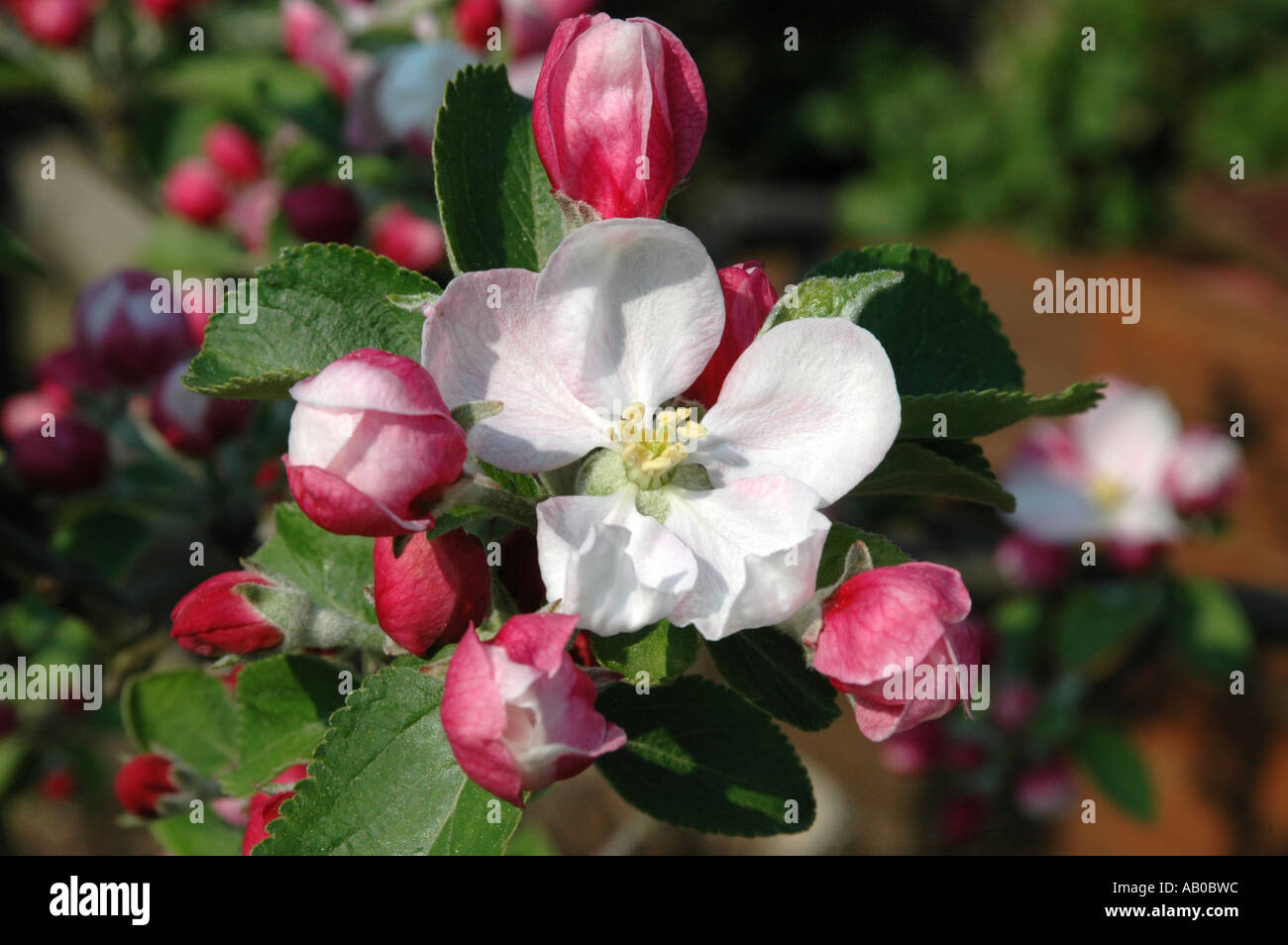 Sandringham flower hi-res stock photography and images - Alamy