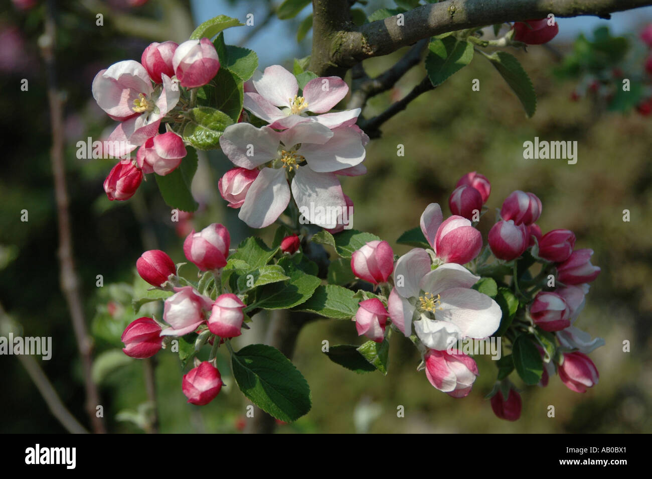 Norfolk beauty apple hi-res stock photography and images - Alamy