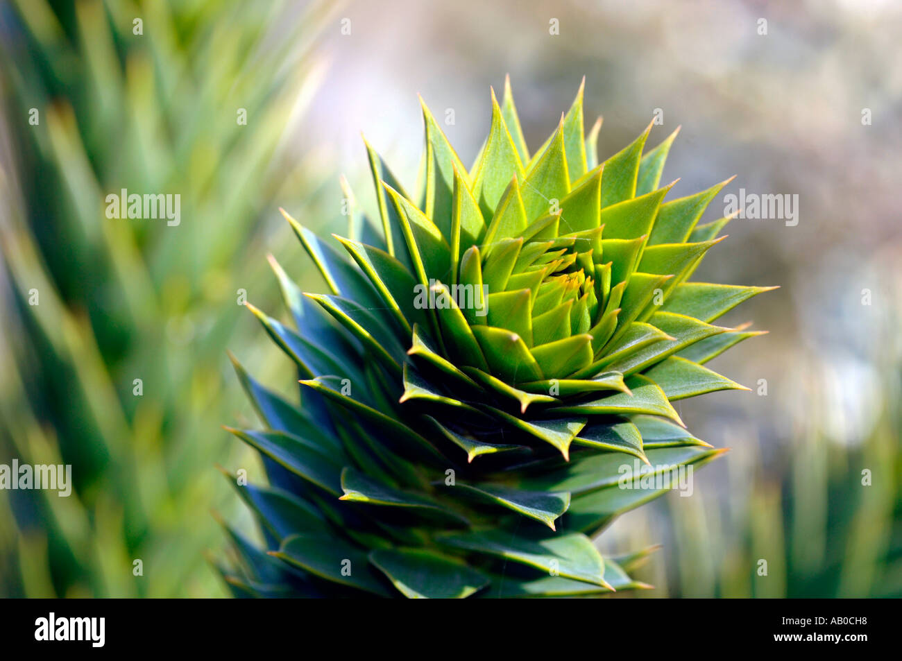 Araucaria Araucana Monkey Puzzle Tree Stock Photo - Alamy