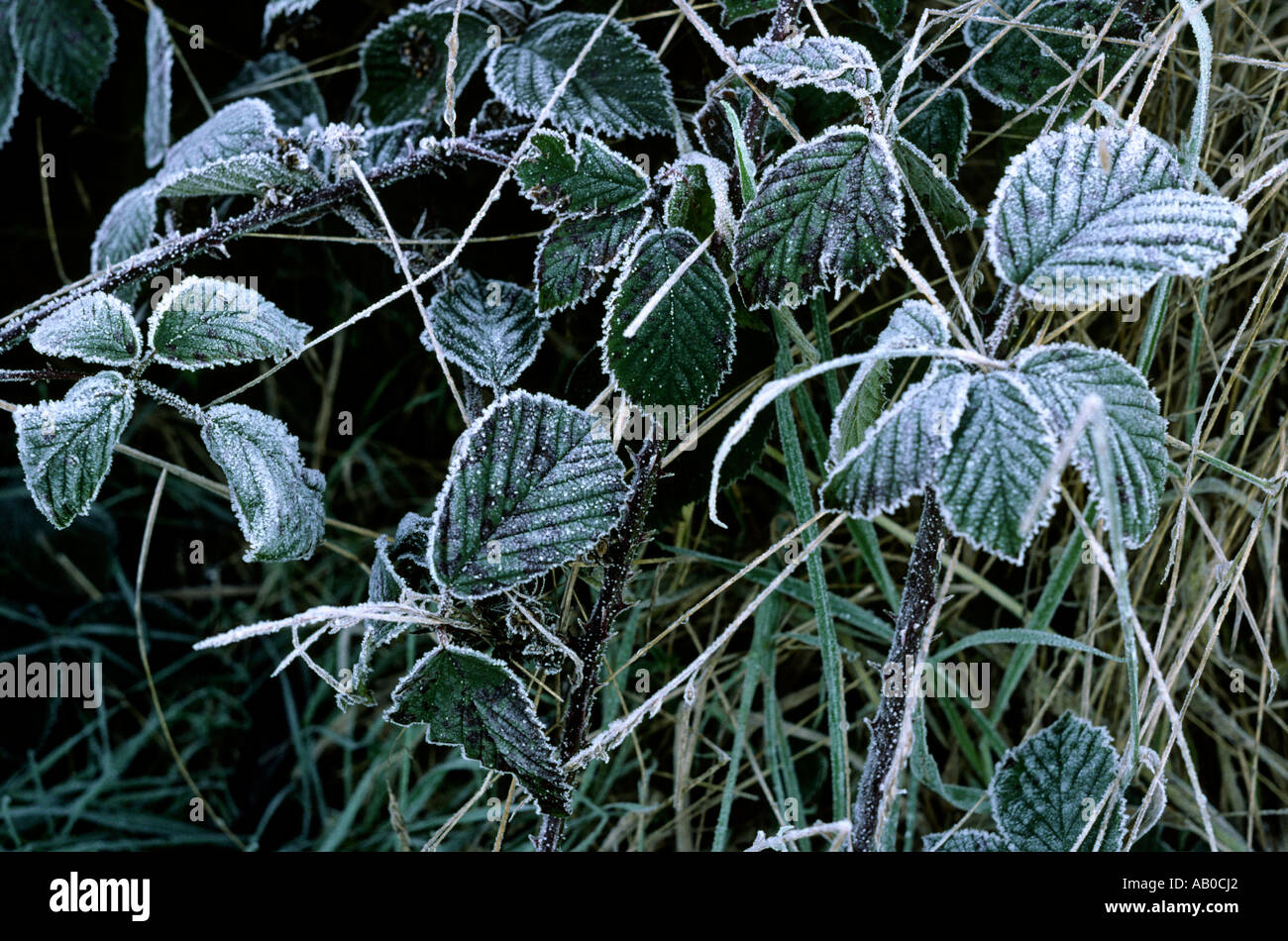 Frosted bramble leaves hi-res stock photography and images - Alamy