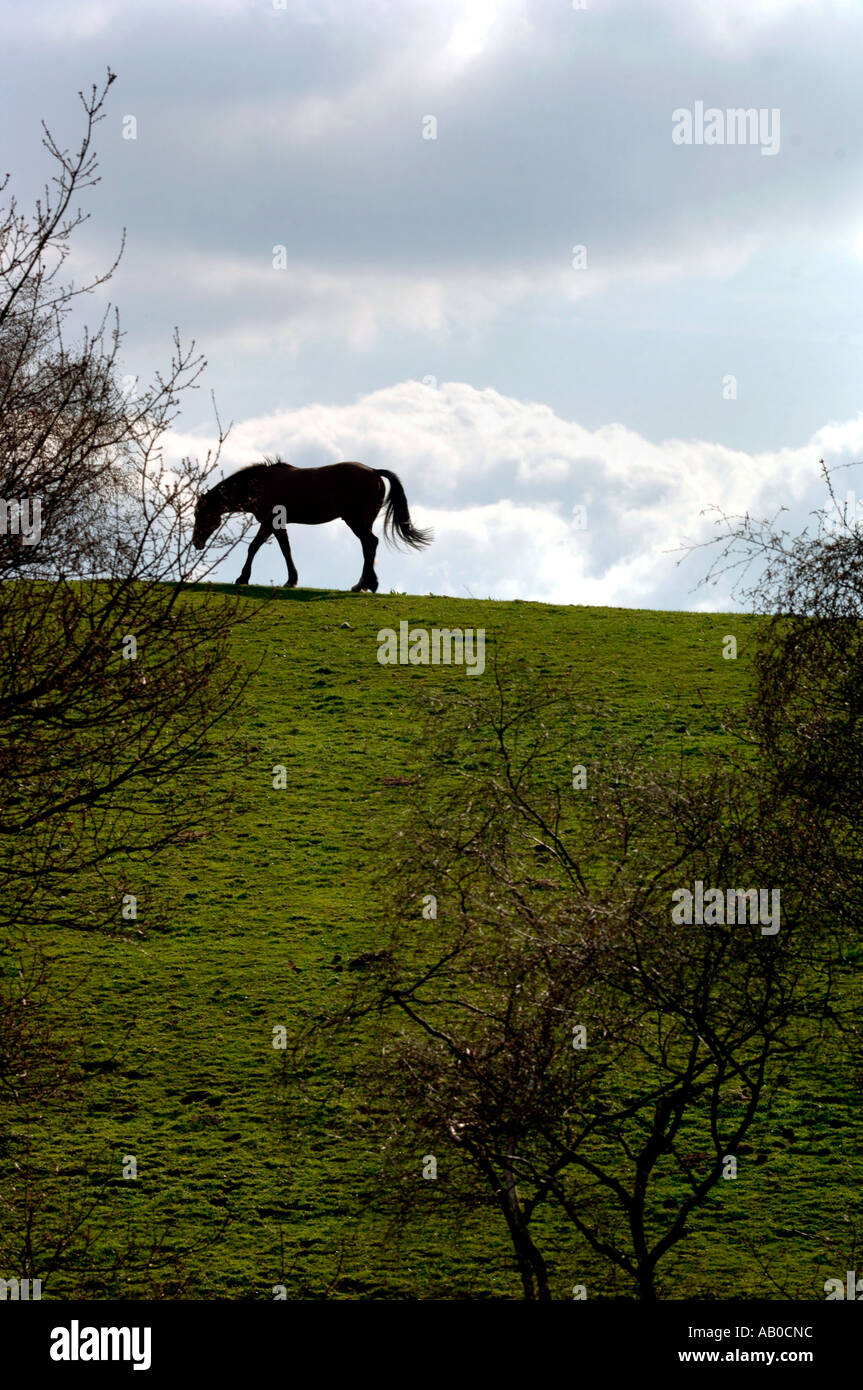 Single horse walking in hi-res stock photography and images - Alamy