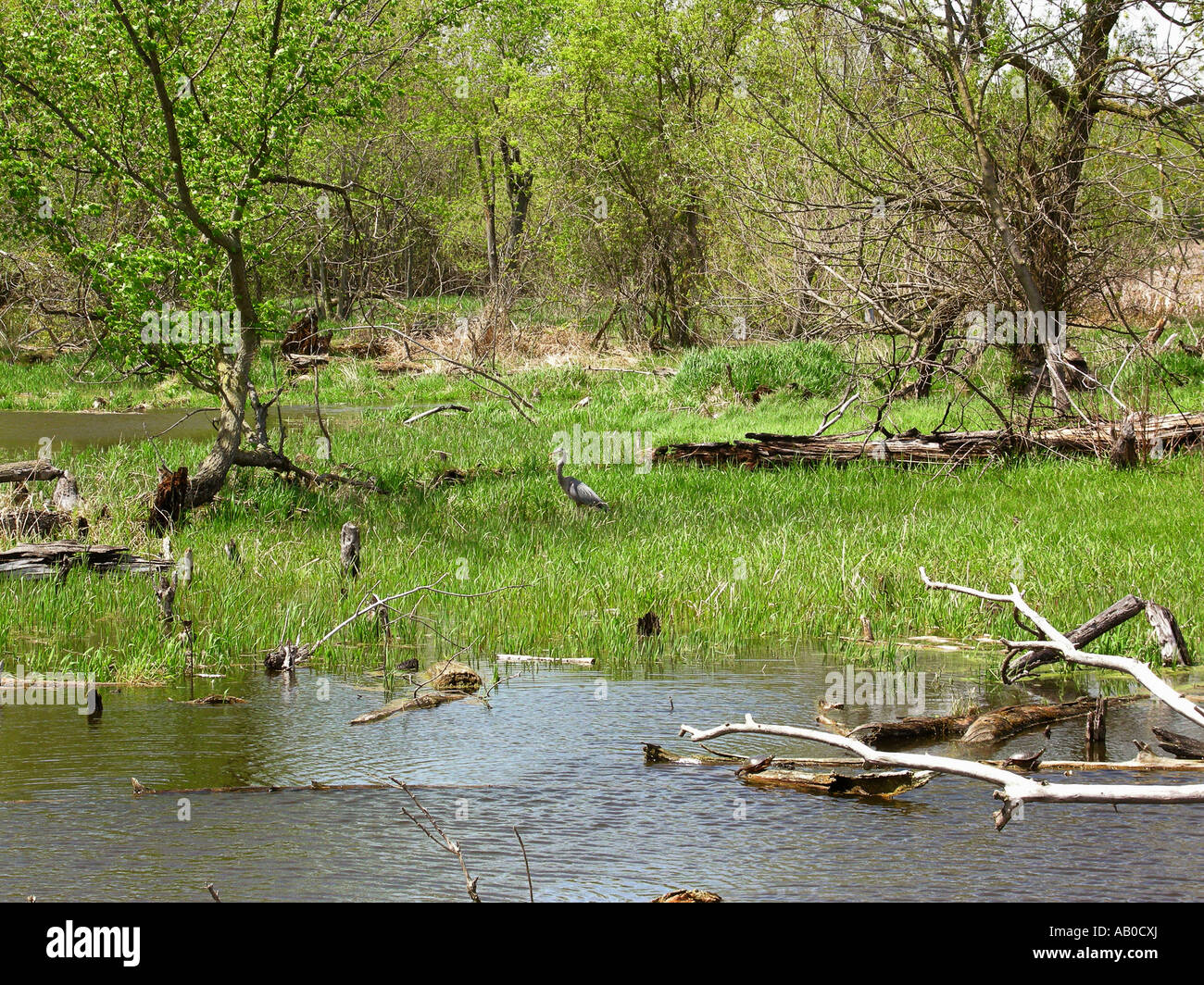Marsh waters hi-res stock photography and images - Alamy