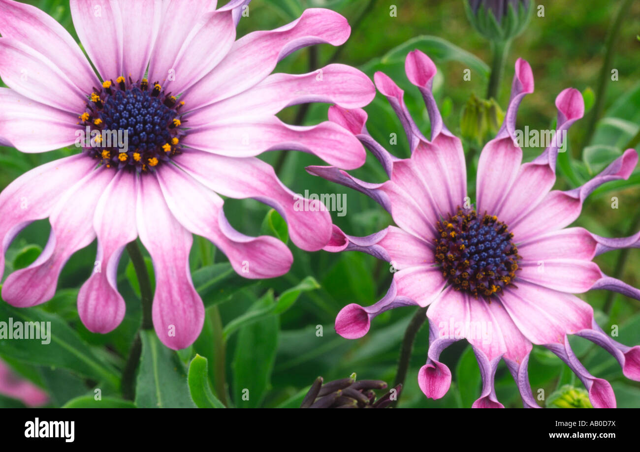 Serenity osteospermum pink hi-res stock photography and images - Alamy
