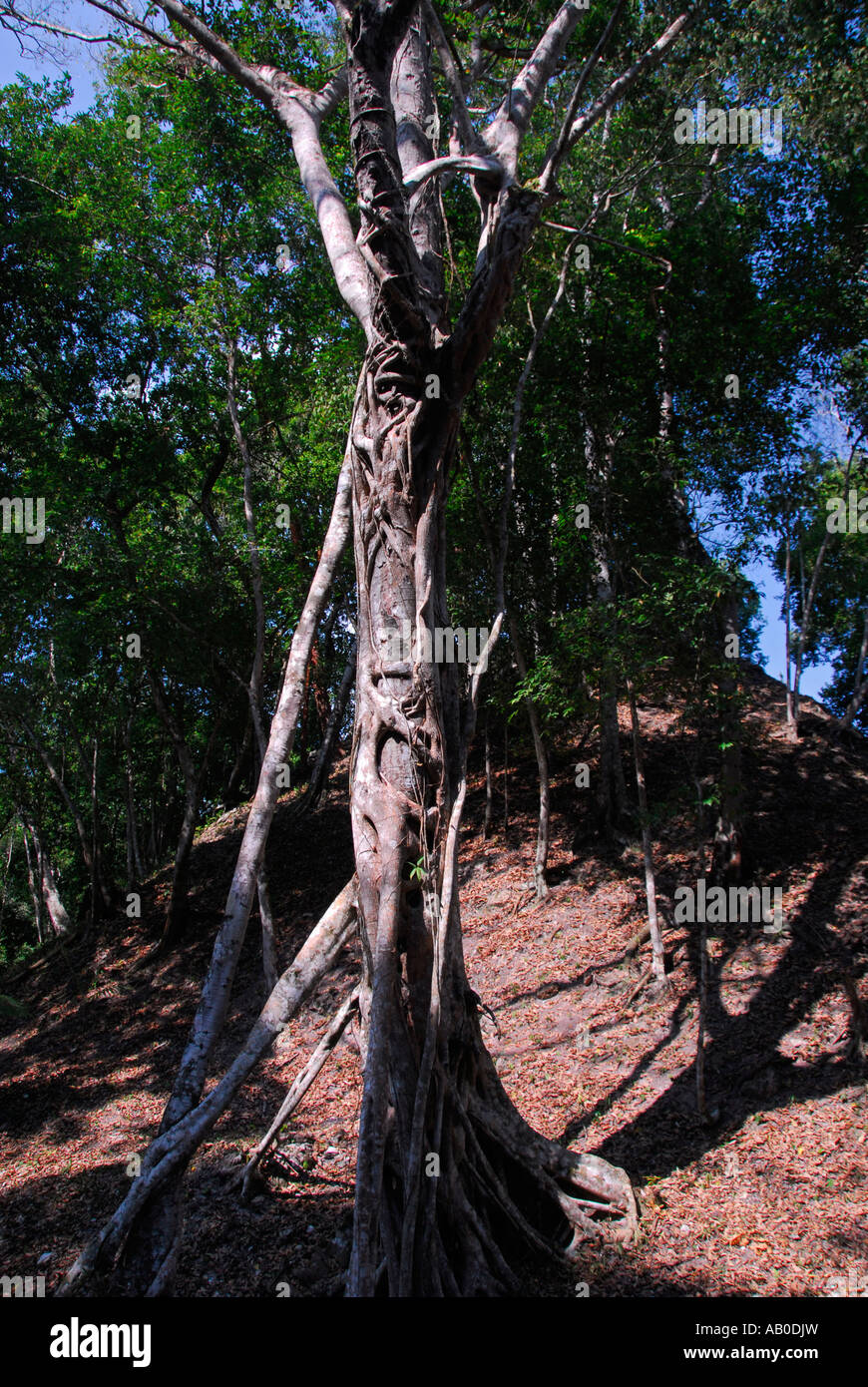 Tree among Yaxha ruins, Peten, Guatemala, Central America Stock Photo ...