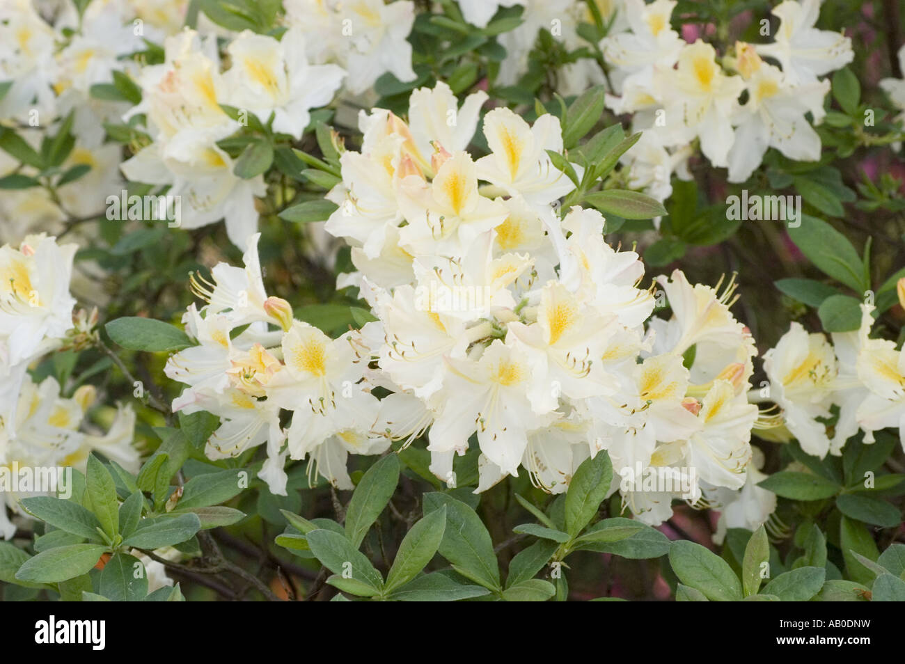 White spring flowers of azalea - Ericaceae - Rhododendron Stock Photo ...
