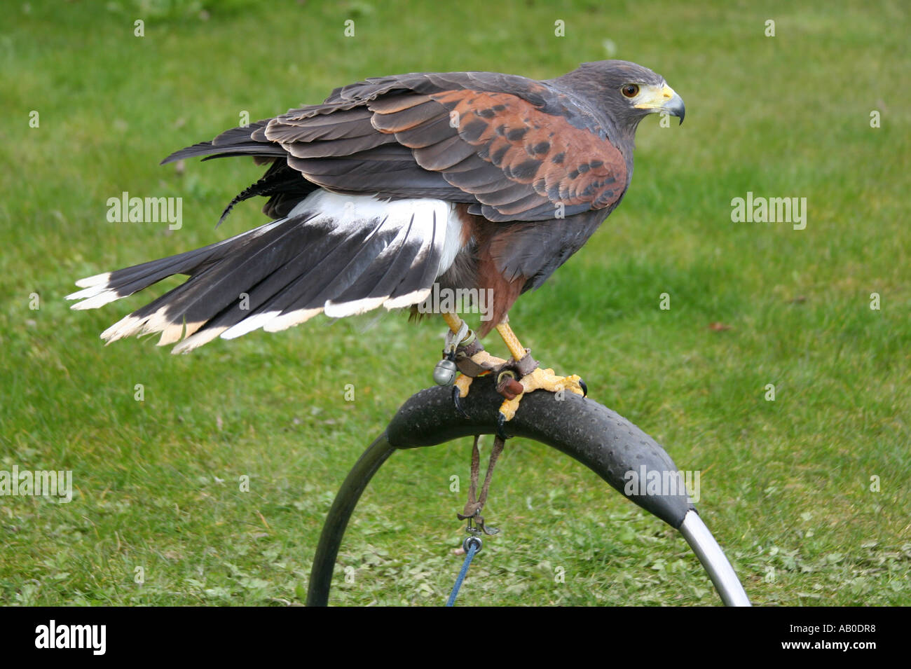 Harris Hawk Wild Uk High Resolution Stock Photography and Images - Alamy