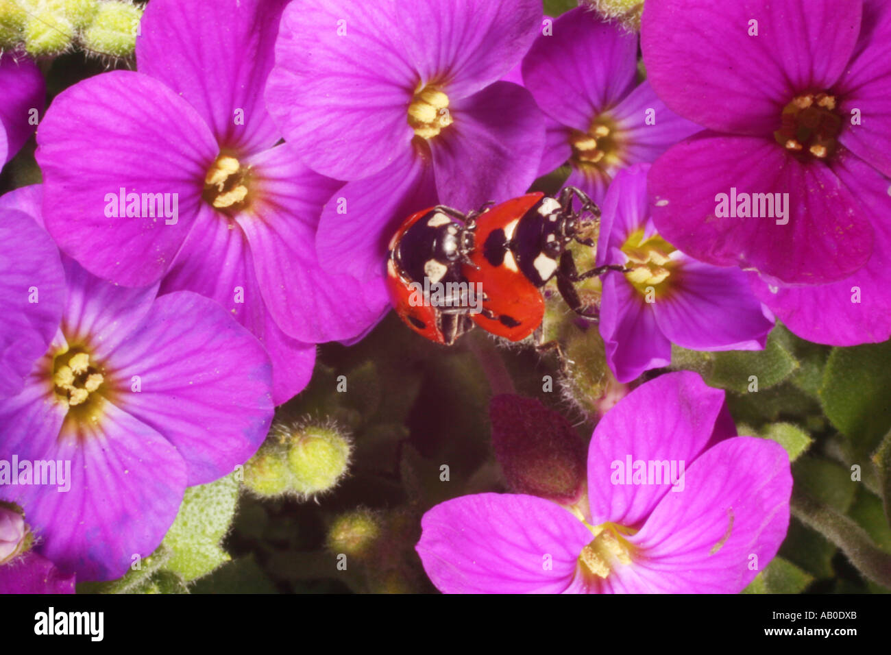 Seven Spot Ladybirds mating in early Spring. Coccinellidae. Coccinella ...