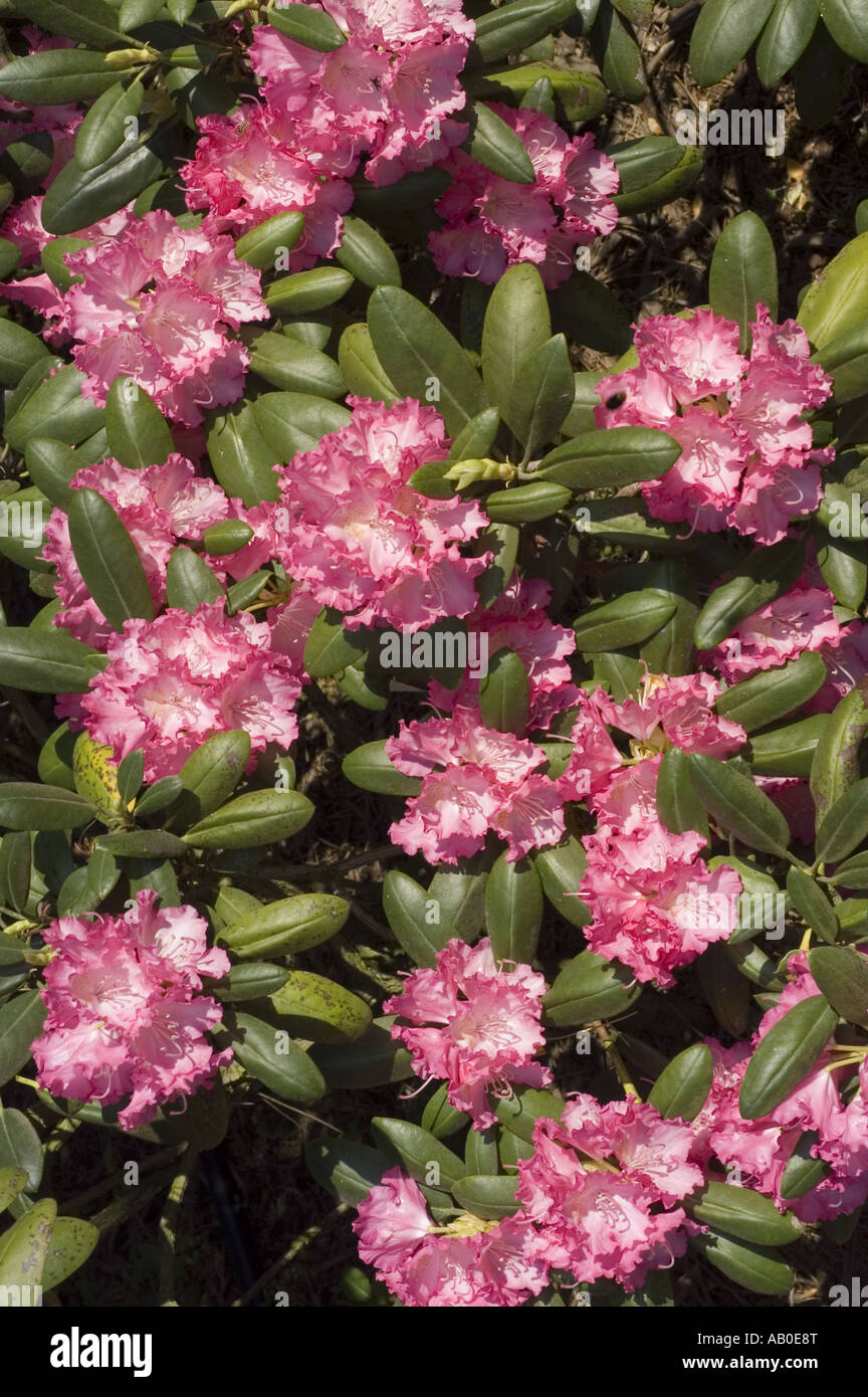 Red spring flowers of azalea - Ericaceae - Rhododendron var Polaris ...