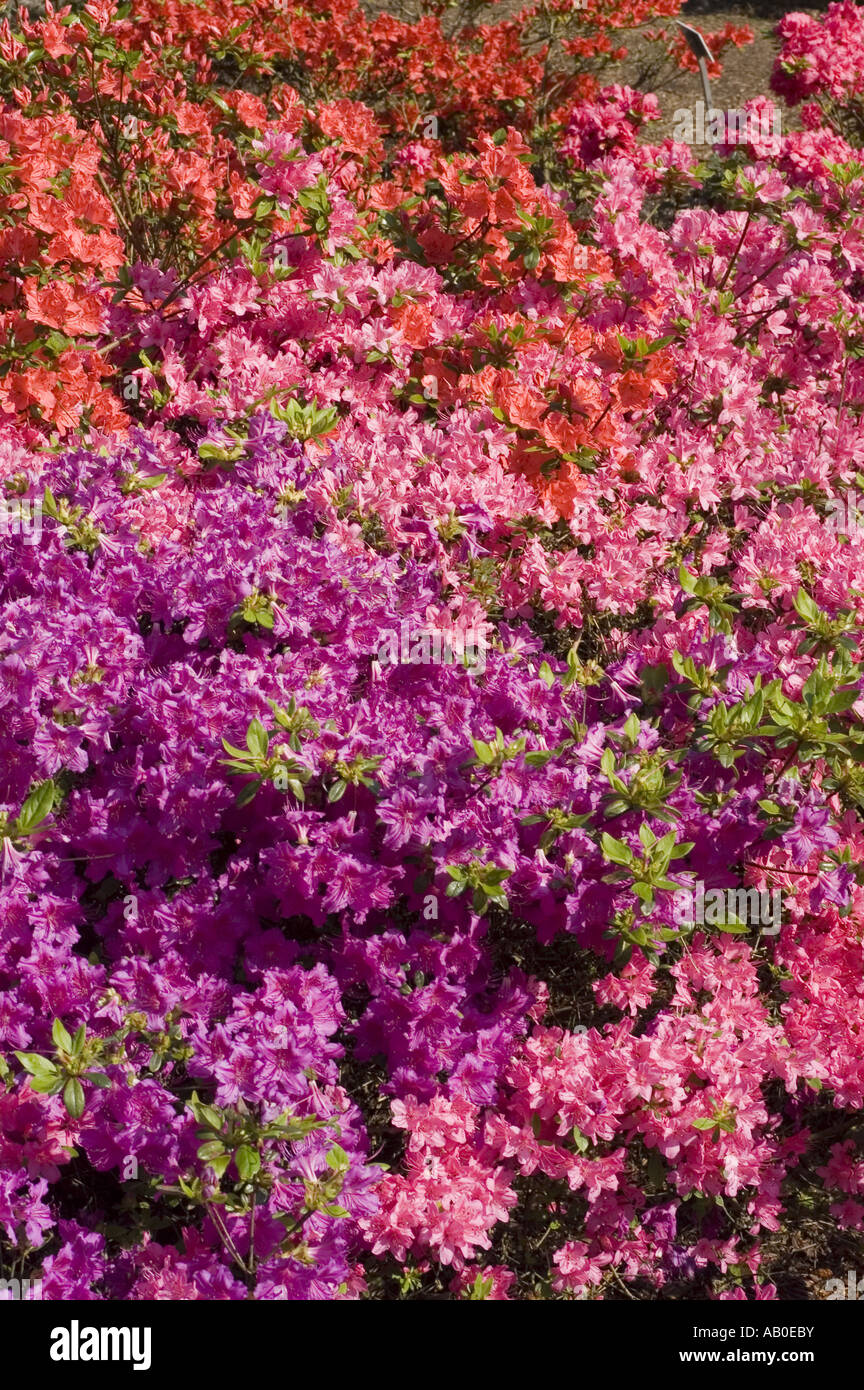 Red pink violet many Azalea Rhododendron blooming flowers Stock Photo ...