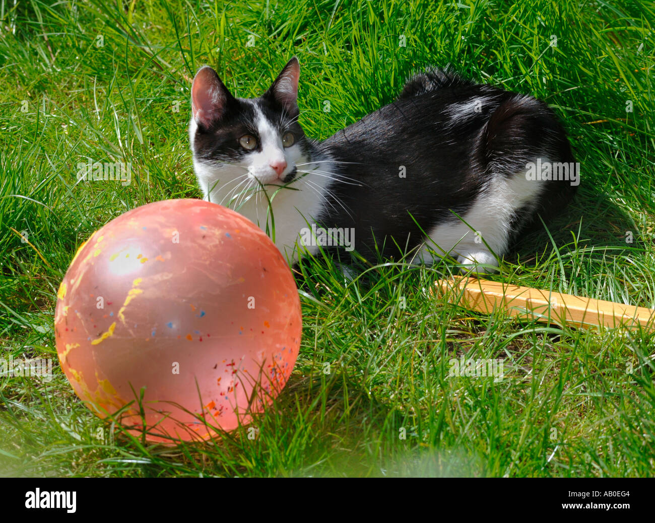 Cat & Ball On A Lawn Stock Photo - Alamy