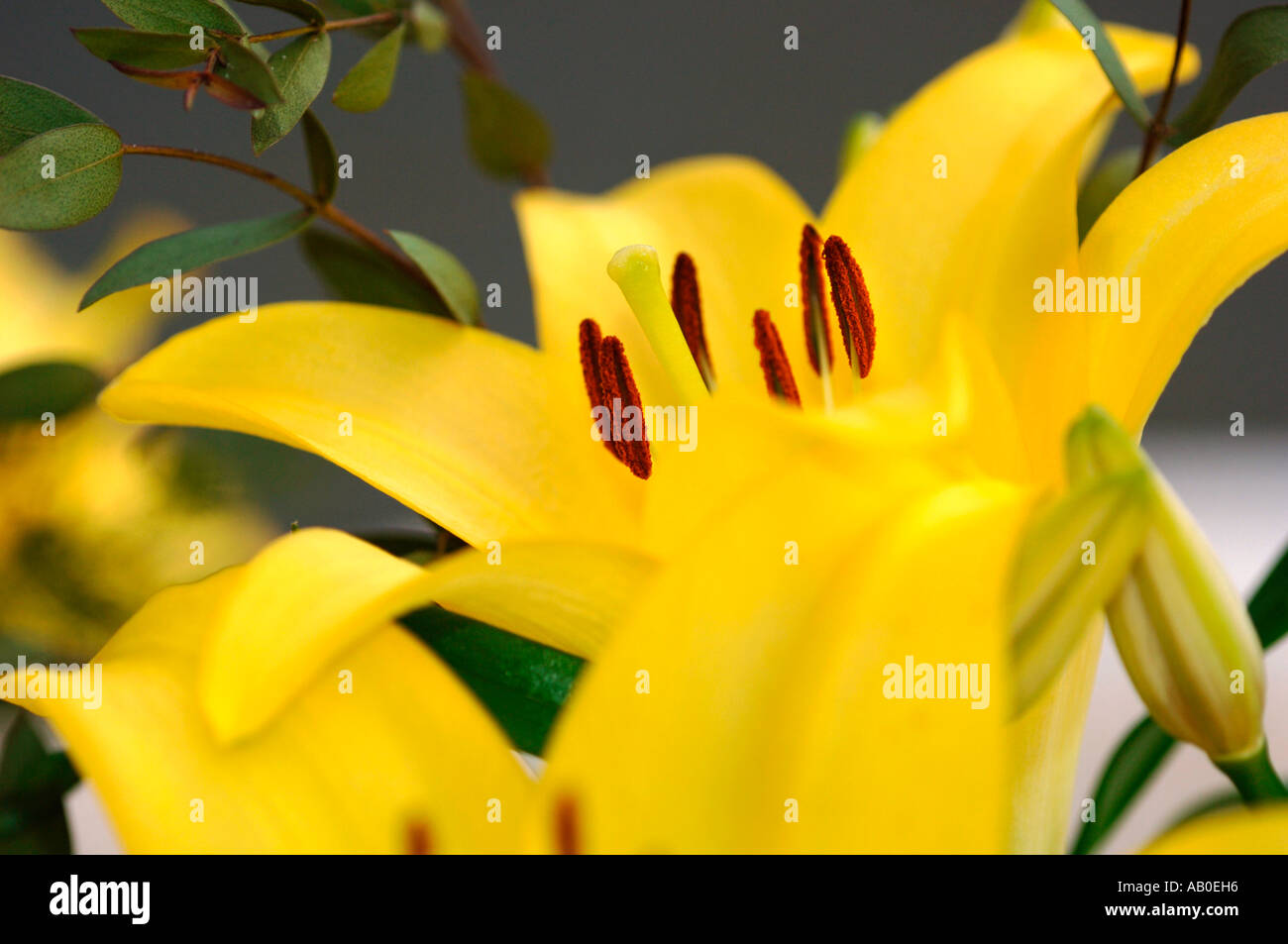 Lilies lilium hi-res stock photography and images - Alamy