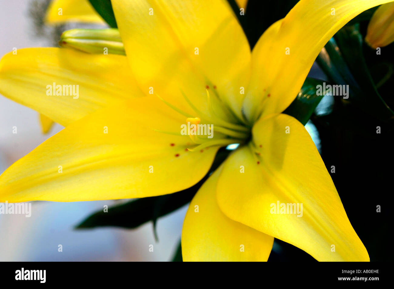 Lilies lilium hi-res stock photography and images - Alamy