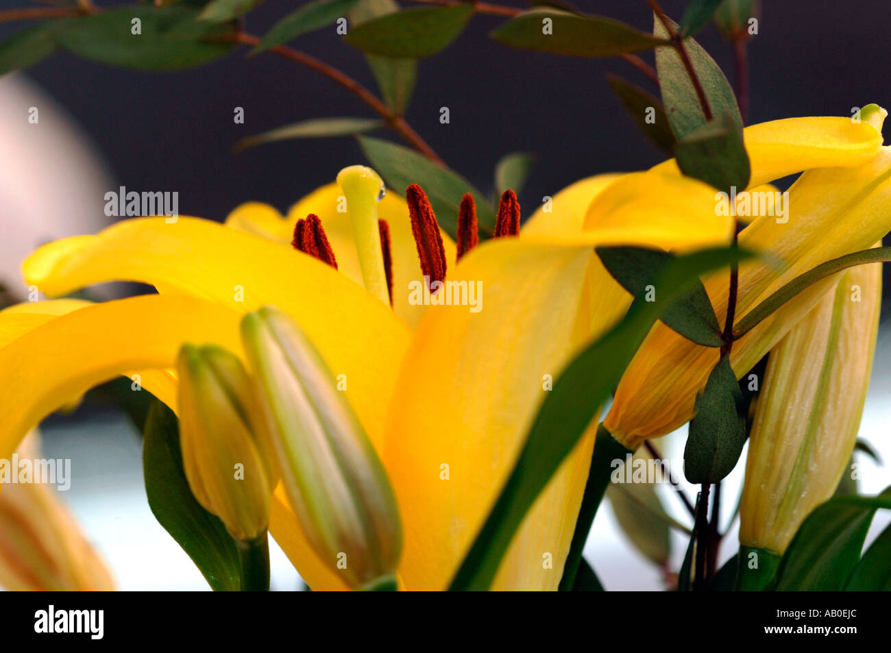 Close Up Of Lilies Lilium Stock Photo - Alamy