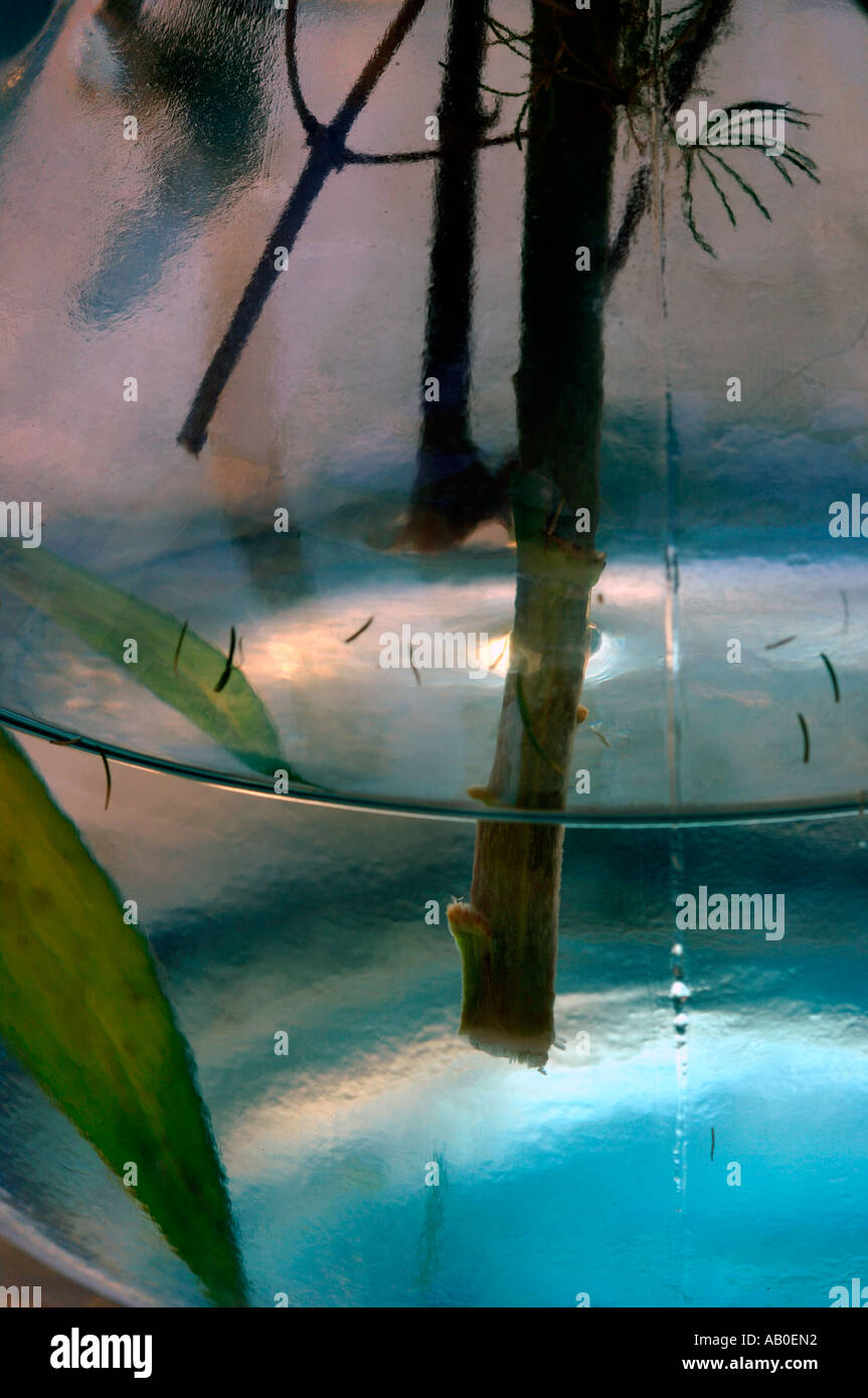 Lilium plant hi-res stock photography and images - Alamy