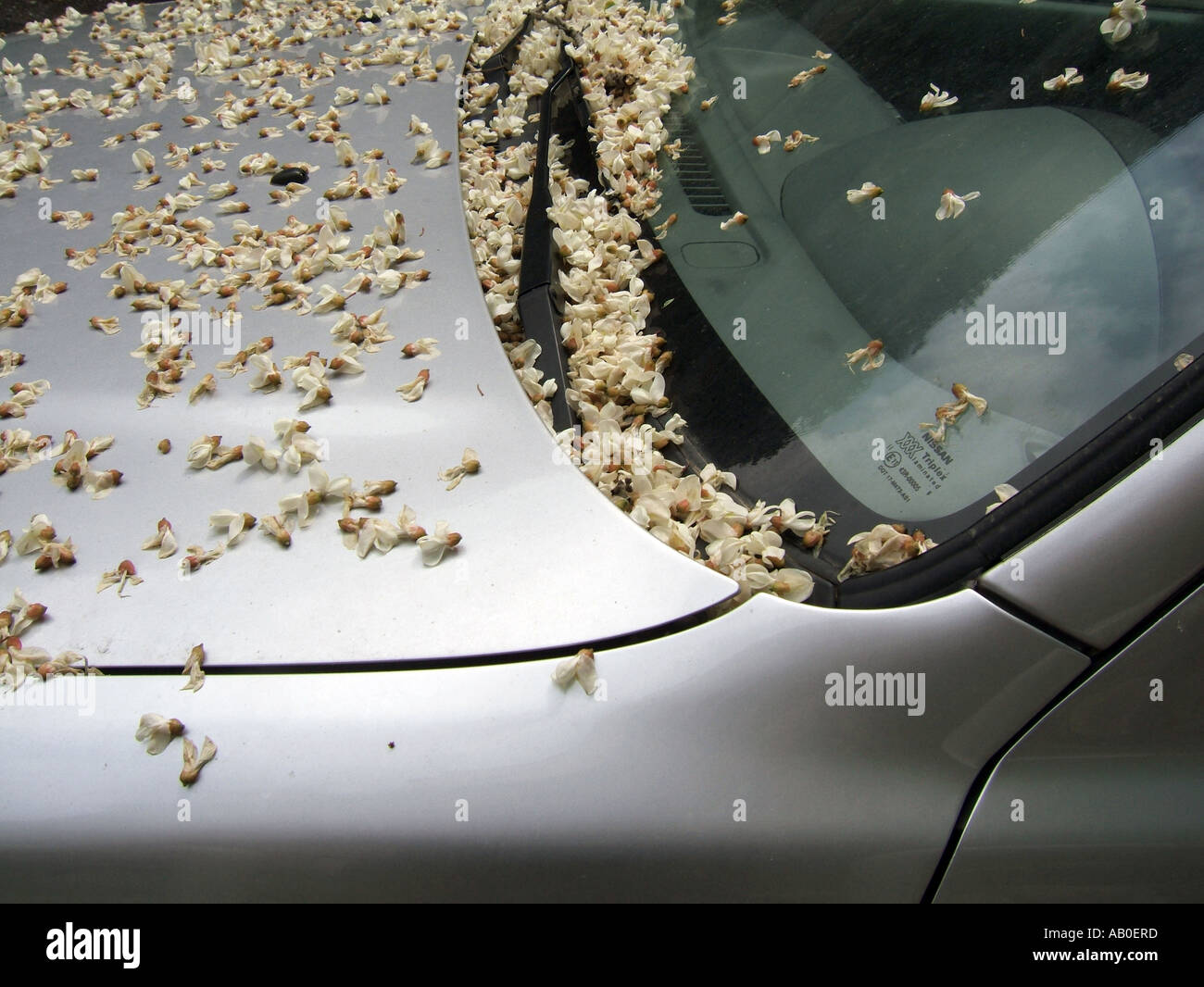 Seeds on car windscreen window hi-res stock photography and images - Alamy