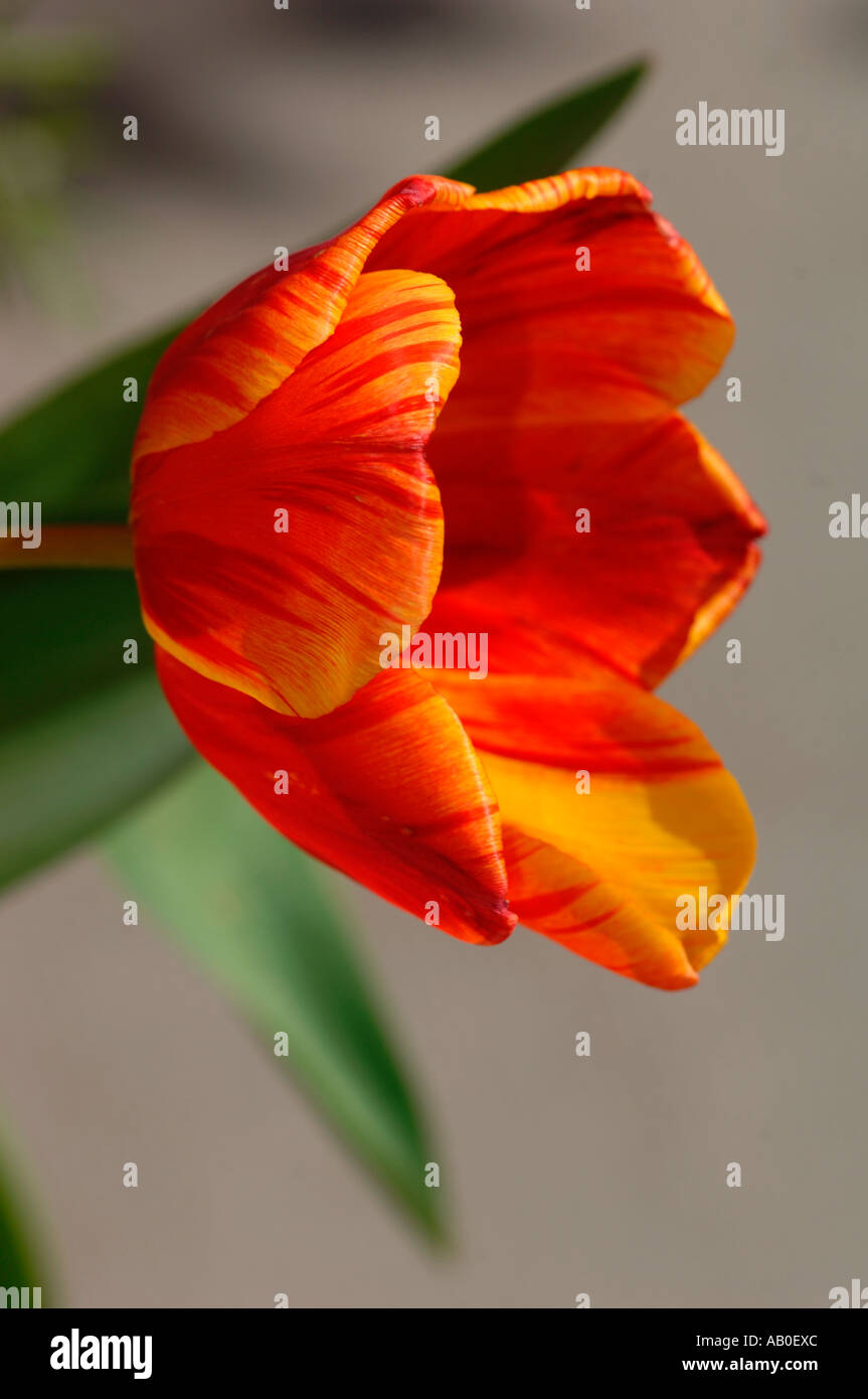 Tulip Up Close Stock Photo - Alamy
