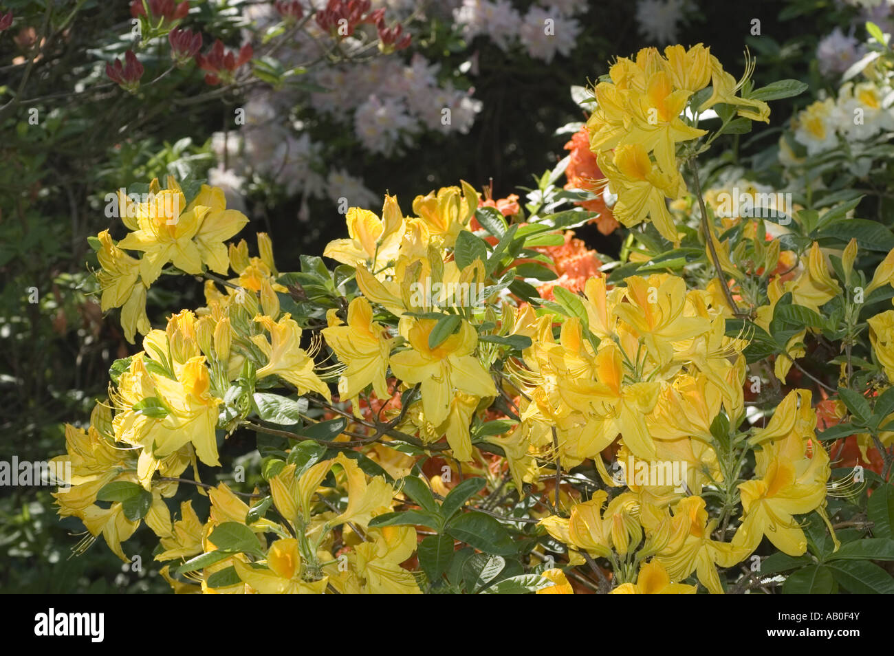 Vibrant yellow spring flowers of Azalea - Ericaceae - Rhododendron ...