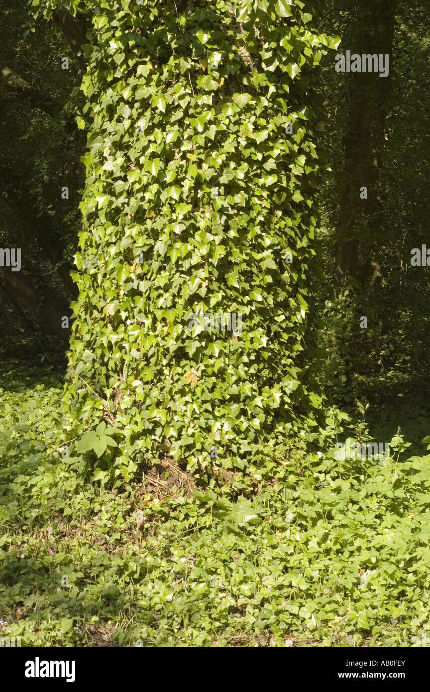 English Ivy covering a tree trunk in an old park. Lush green Hedera ...