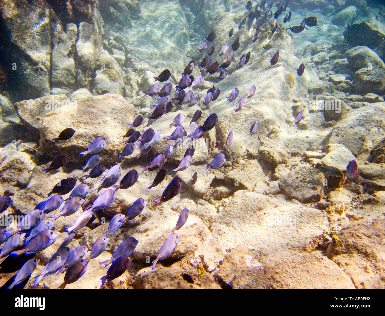 school of Blue Tang fish Stock Photo - Alamy