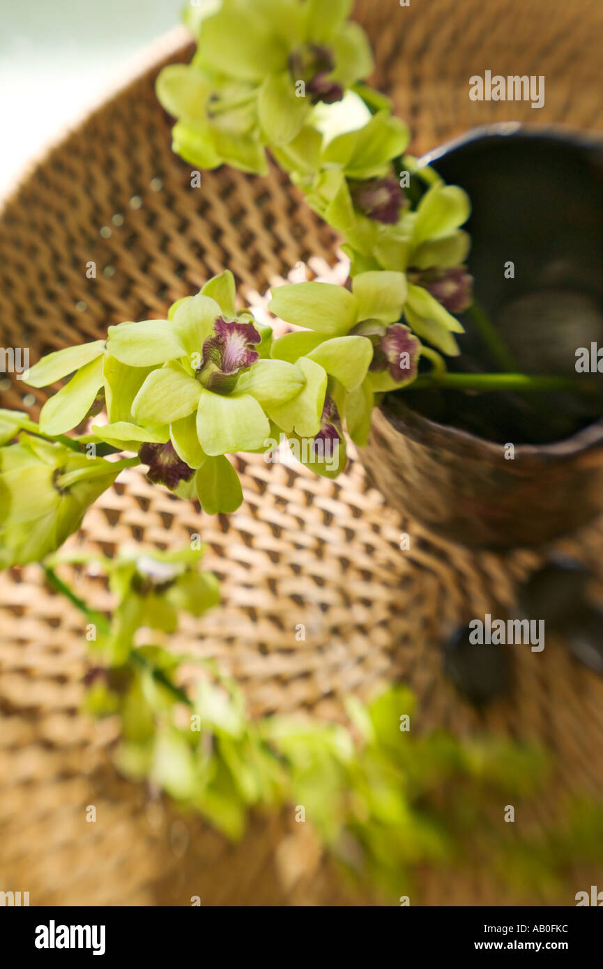 Orchids basket hi-res stock photography and images - Alamy
