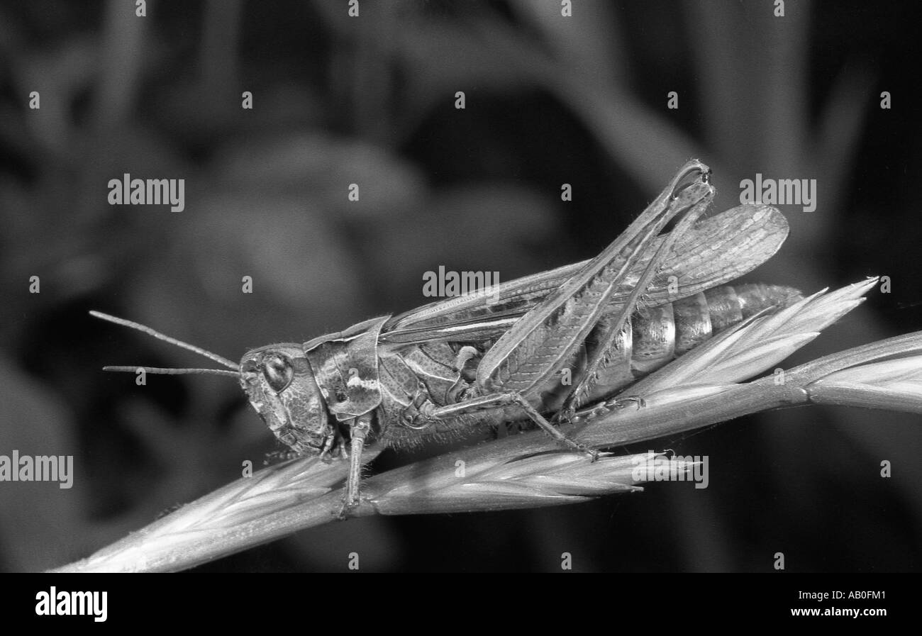 Common field grasshopper Black and White Stock Photos & Images - Alamy
