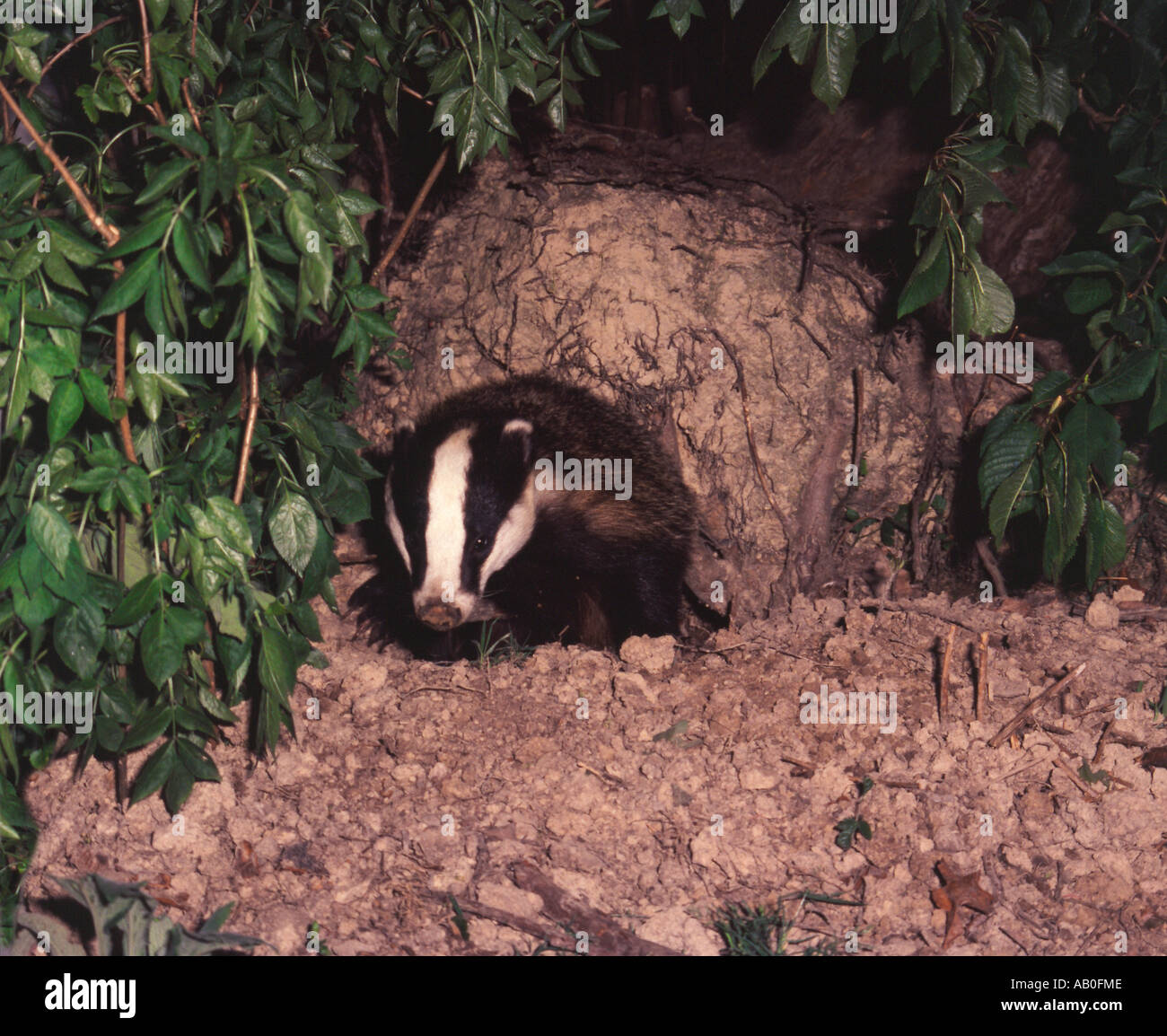 Meles vulgaris wildlife nocturnal hi-res stock photography and images ...