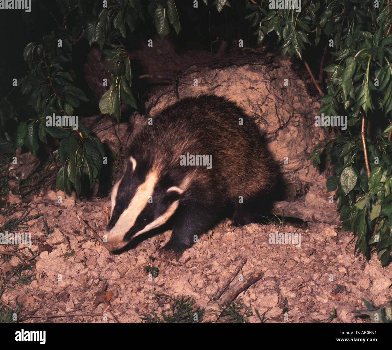 "Common Badger" Meles Vulgaris leaving sett Stock Photo - Alamy