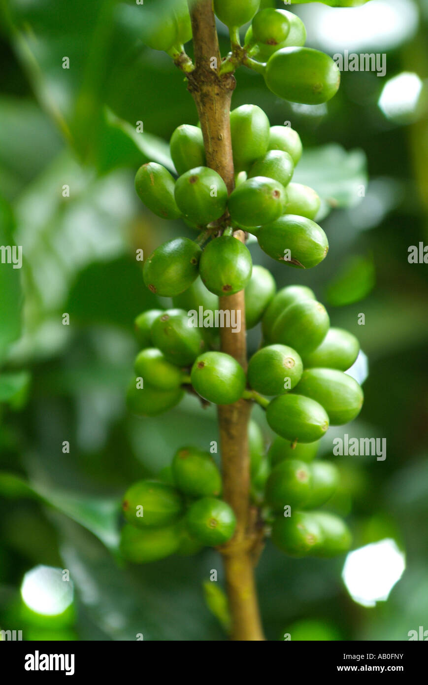 Coffee beans berries on a branch, Ecuador Stock Photo - Alamy
