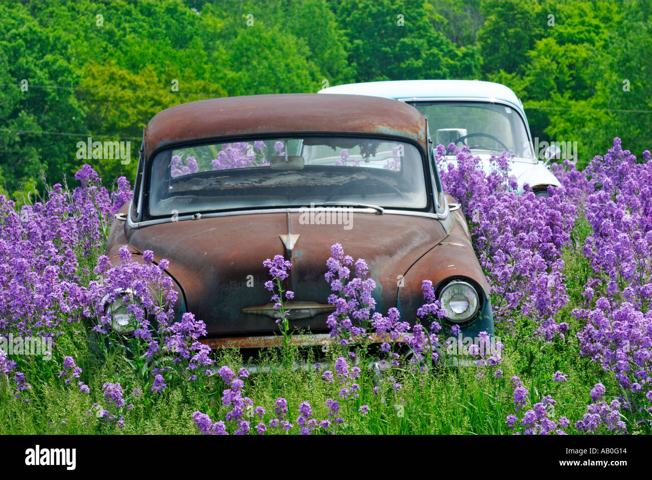 Two old antique cars with flowers growing around them Stock Photo - Alamy
