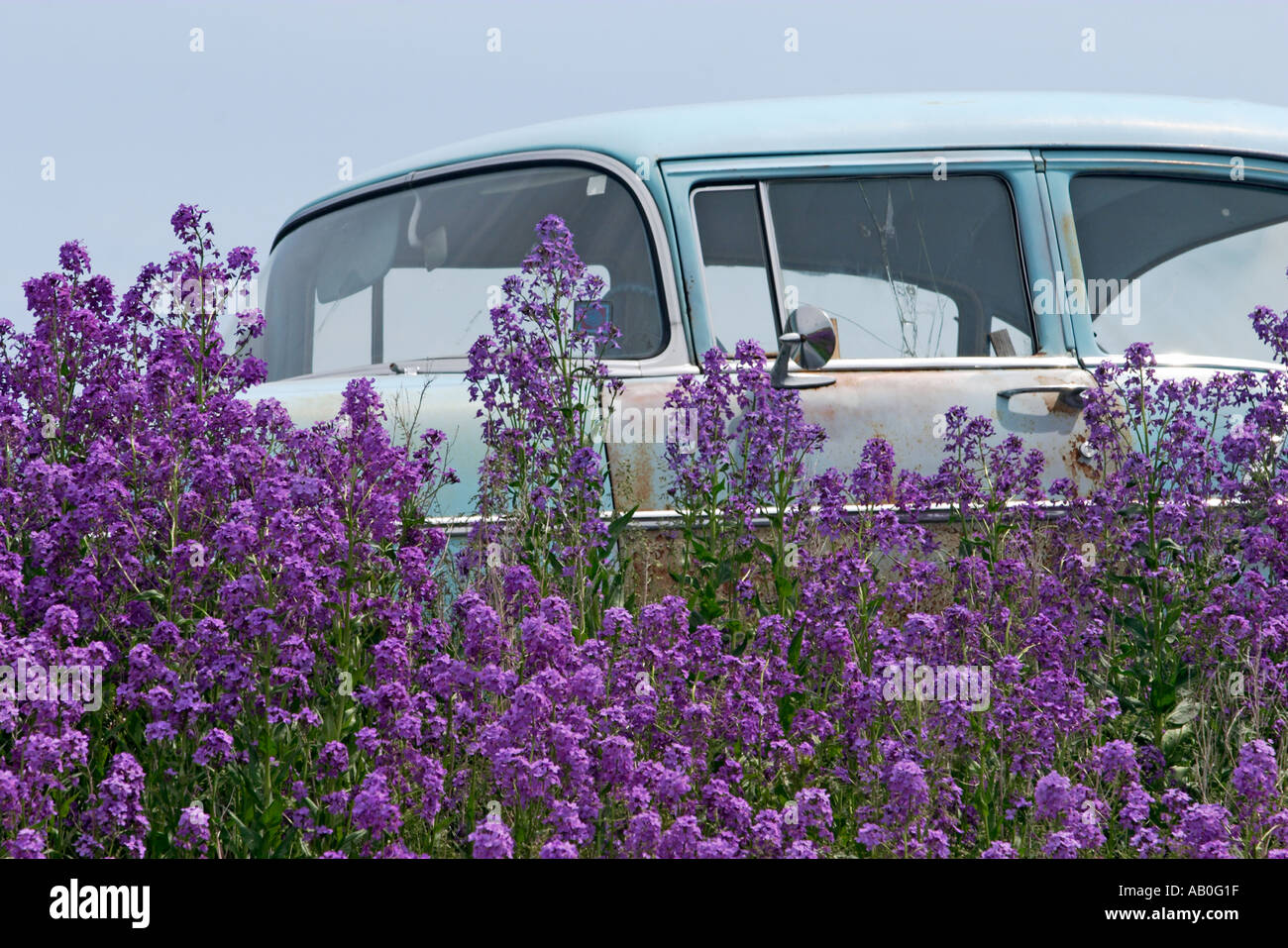 Old antique car purple flowers hi-res stock photography and images - Alamy