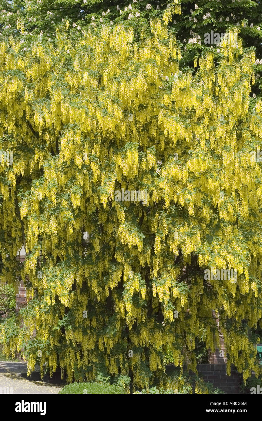 Yellow spring flowers of Common Laburnum - Laburnum anagyroides Stock ...