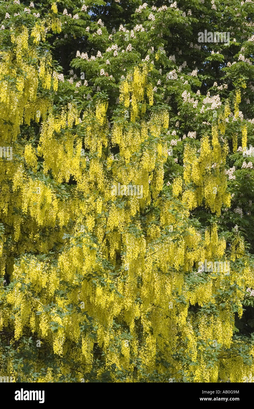 Yellow spring flowers of Common Laburnum - Laburnum anagyroides Stock ...
