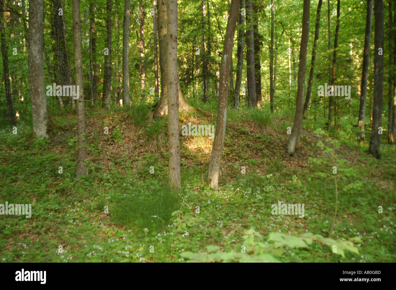 Ancient barrow kurhan in Bialowieza Forest Stock Photo - Alamy