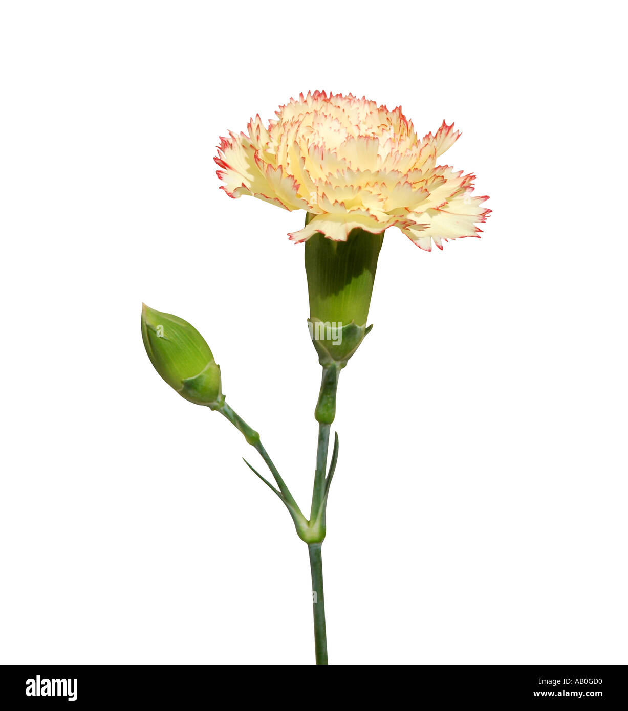 Carnation Gillyflower on white Stock Photo - Alamy
